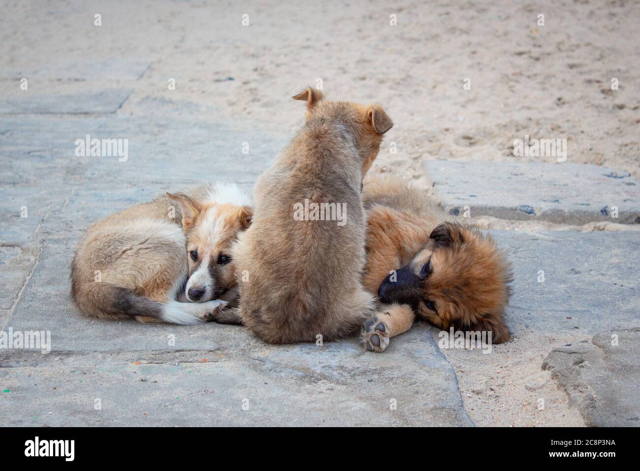 Homeless puppies . Little dogs standing together Stock Photo - Alamy