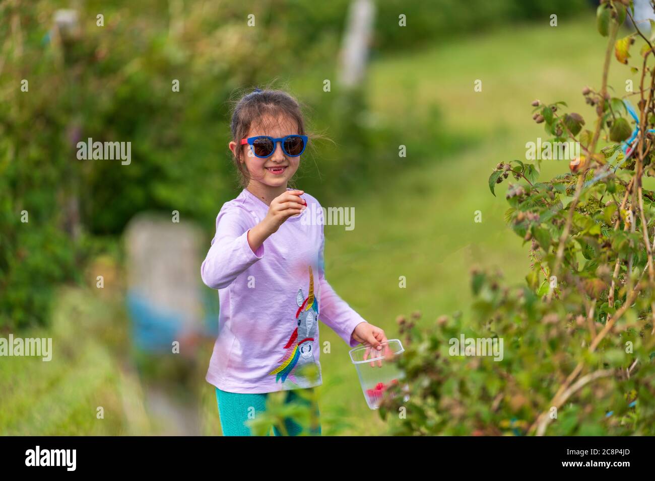 Little girl picking fresh farm raspberries in field in Sevenoaks, Kent ...