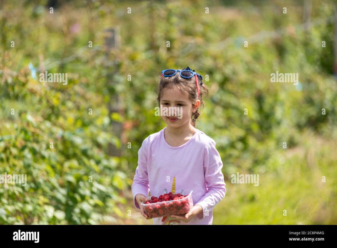 Little girl picking fresh farm raspberries in field in Sevenoaks, Kent ...
