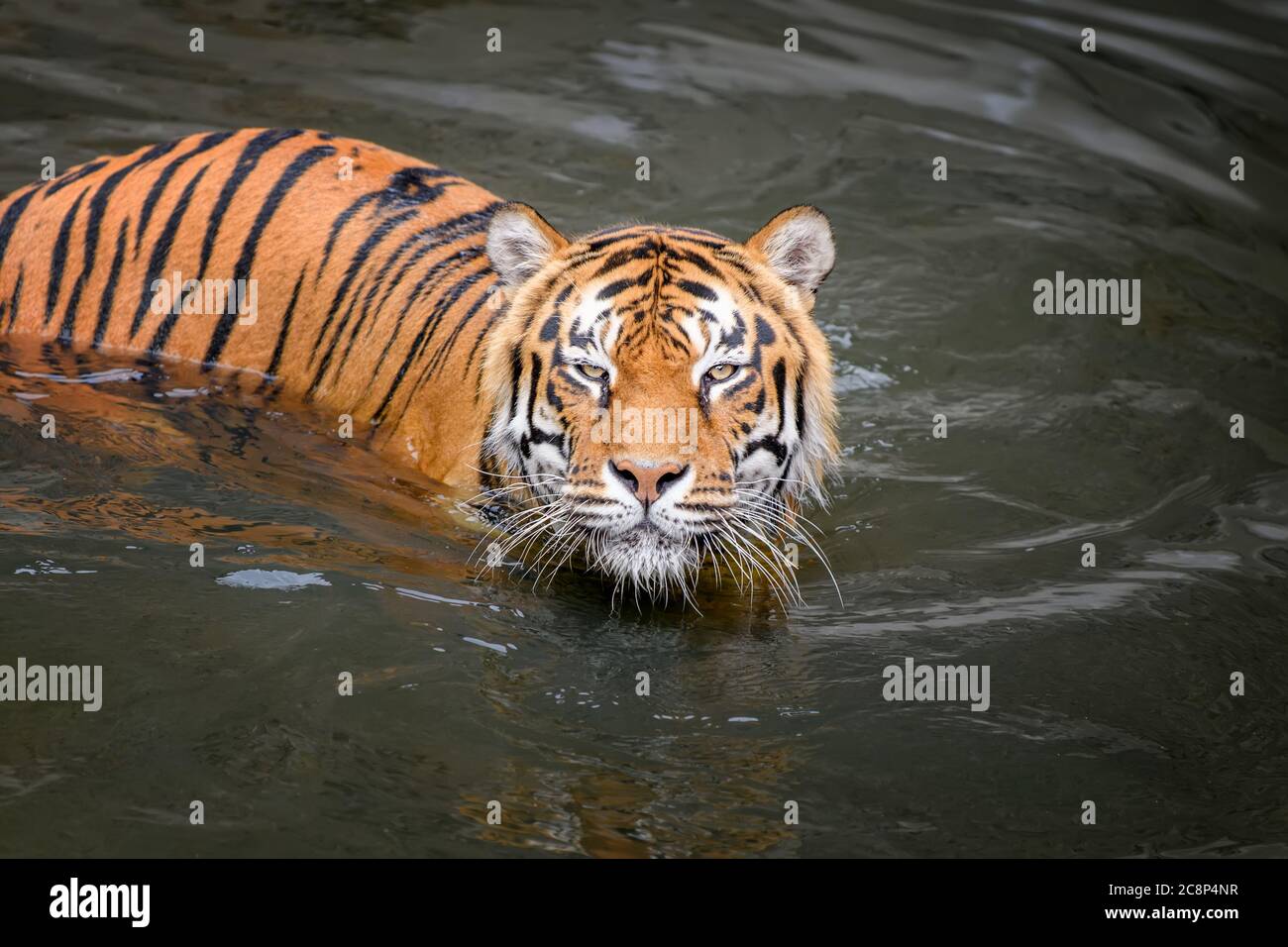 Tiger swimming hi-res stock photography and images - Alamy