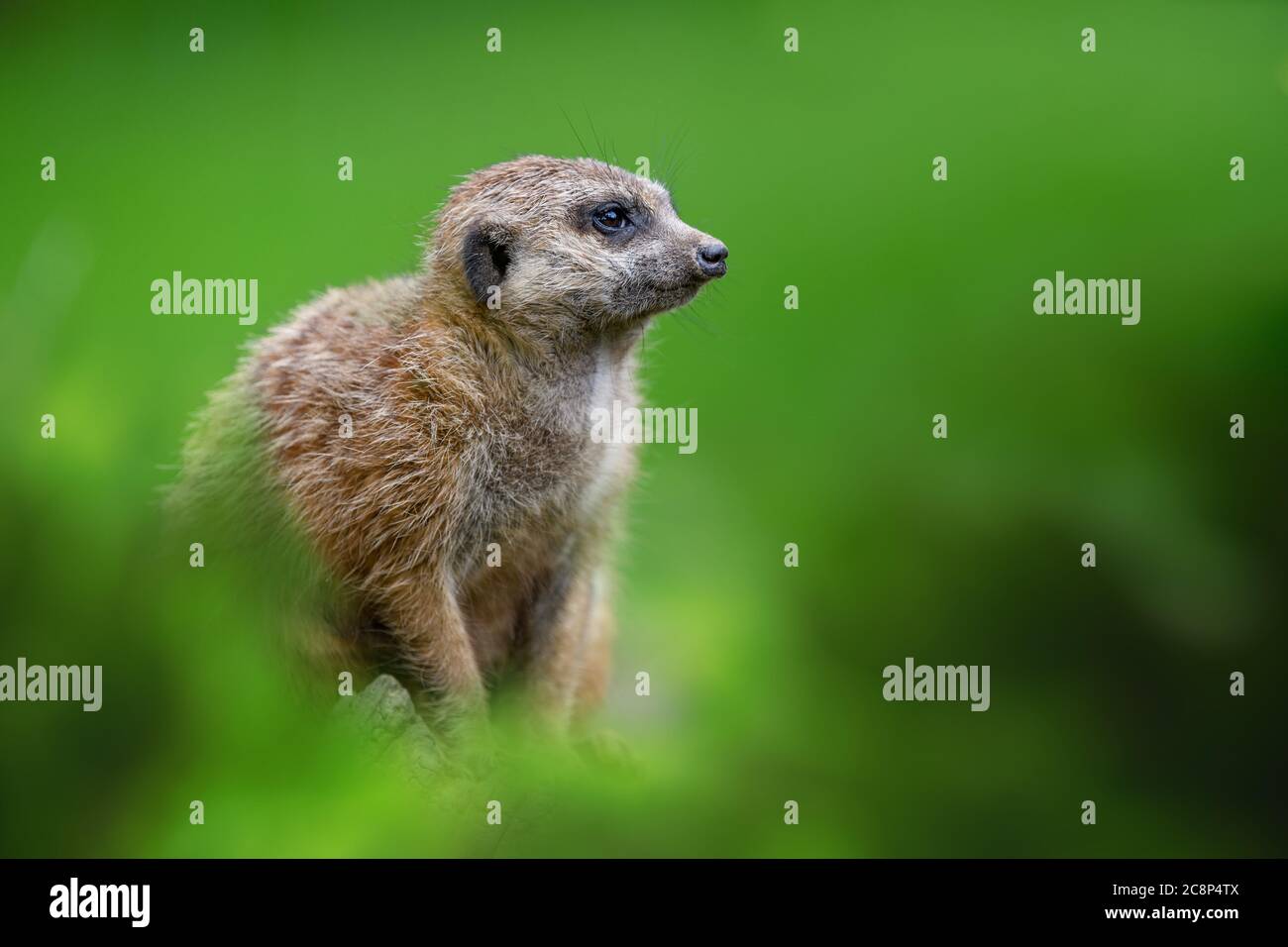 Cute meerkat standing looking for something. Suricata suricatta wild ...
