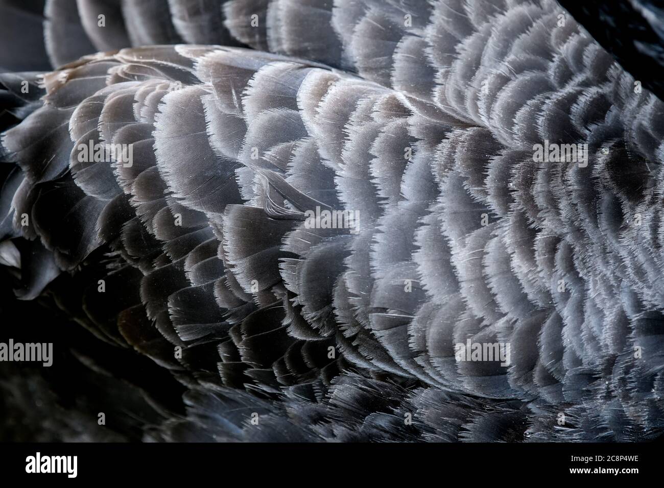 Swan pattern hi-res stock photography and images - Alamy