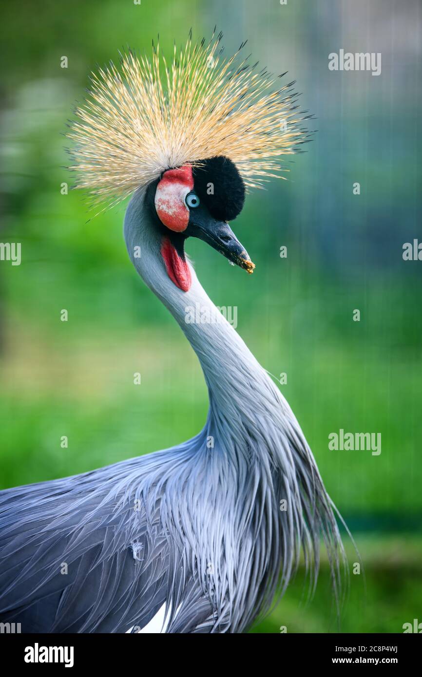 Close beautiful crowned crane with blue eye and red wattle Stock Photo ...