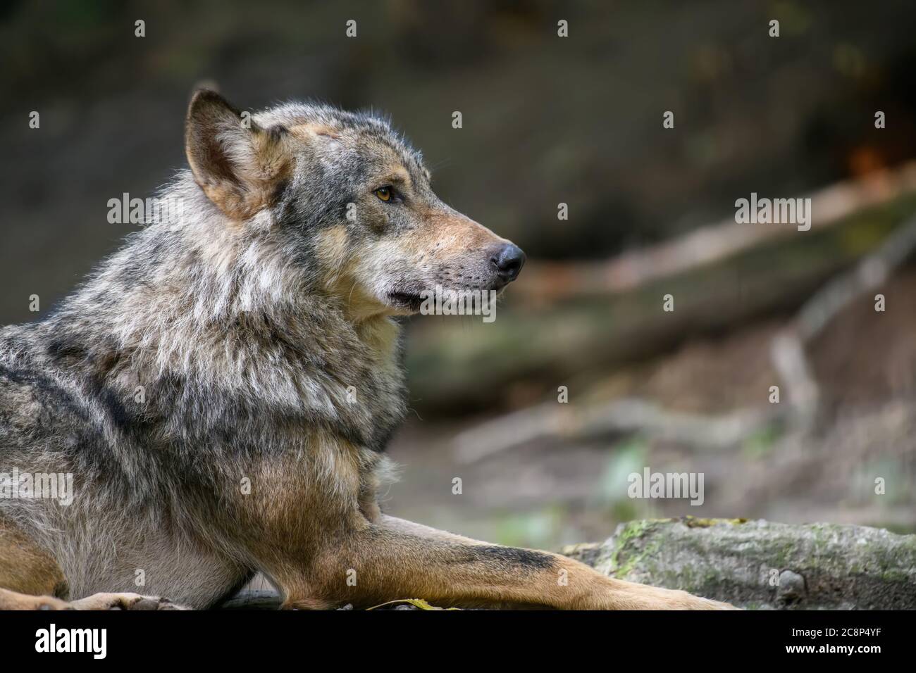 Gray wolf, Canis lupus, in the summer light, in the forest. Wolf in the ...