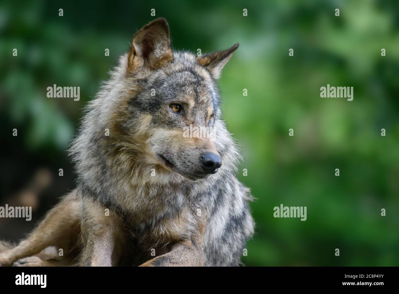 Gray wolf, Canis lupus, in the summer light, in the forest. Wolf in the ...