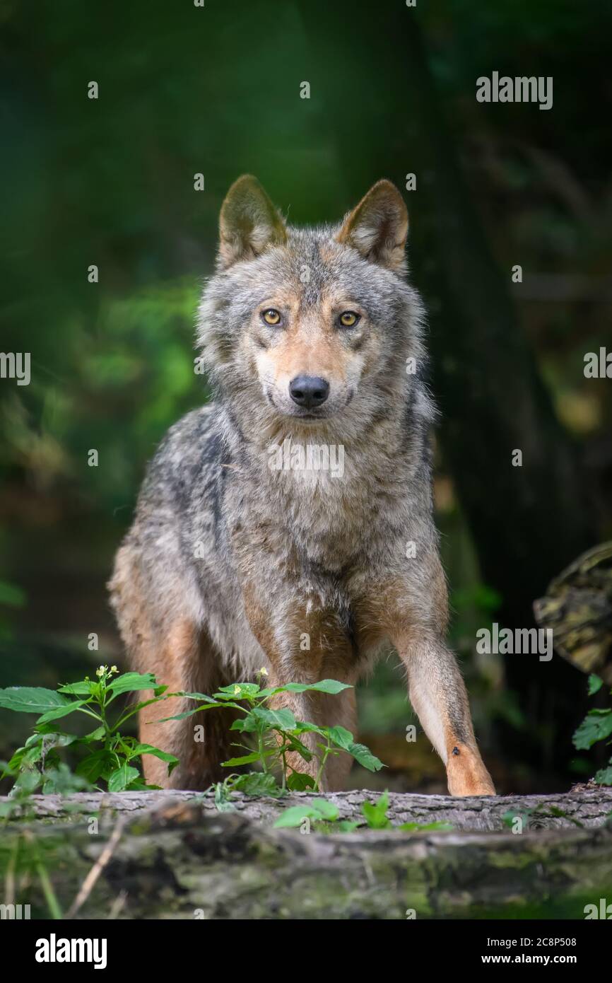 Gray wolf, Canis lupus, in the summer light, in the forest. Wolf in the ...
