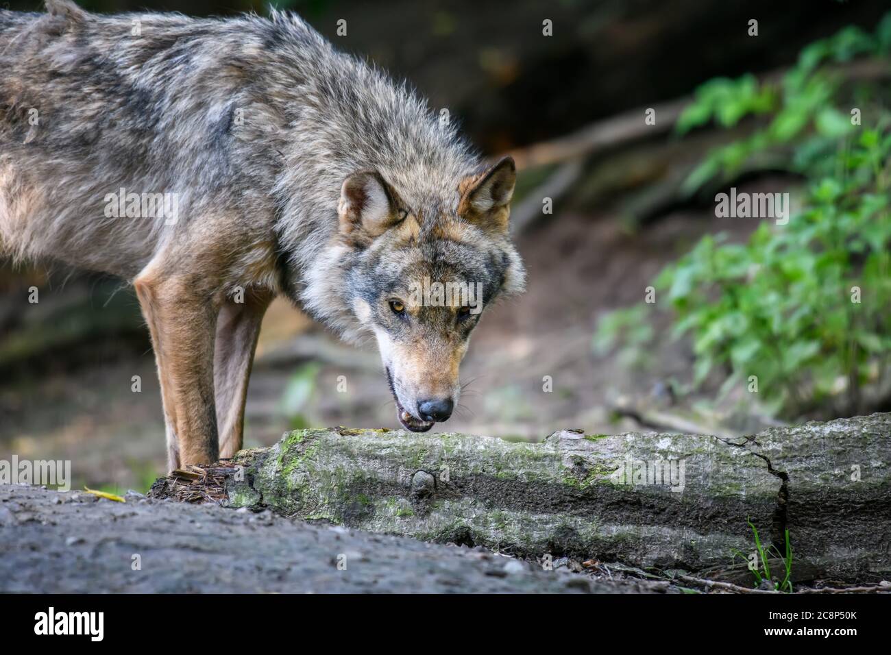 Gray wolf, Canis lupus, in the summer light, in the forest. Wolf in the ...