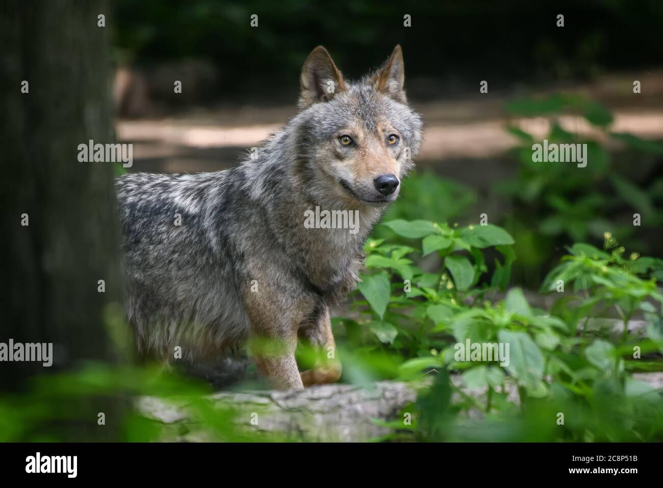 Gray wolf, Canis lupus, in the summer light, in the forest. Wolf in the ...