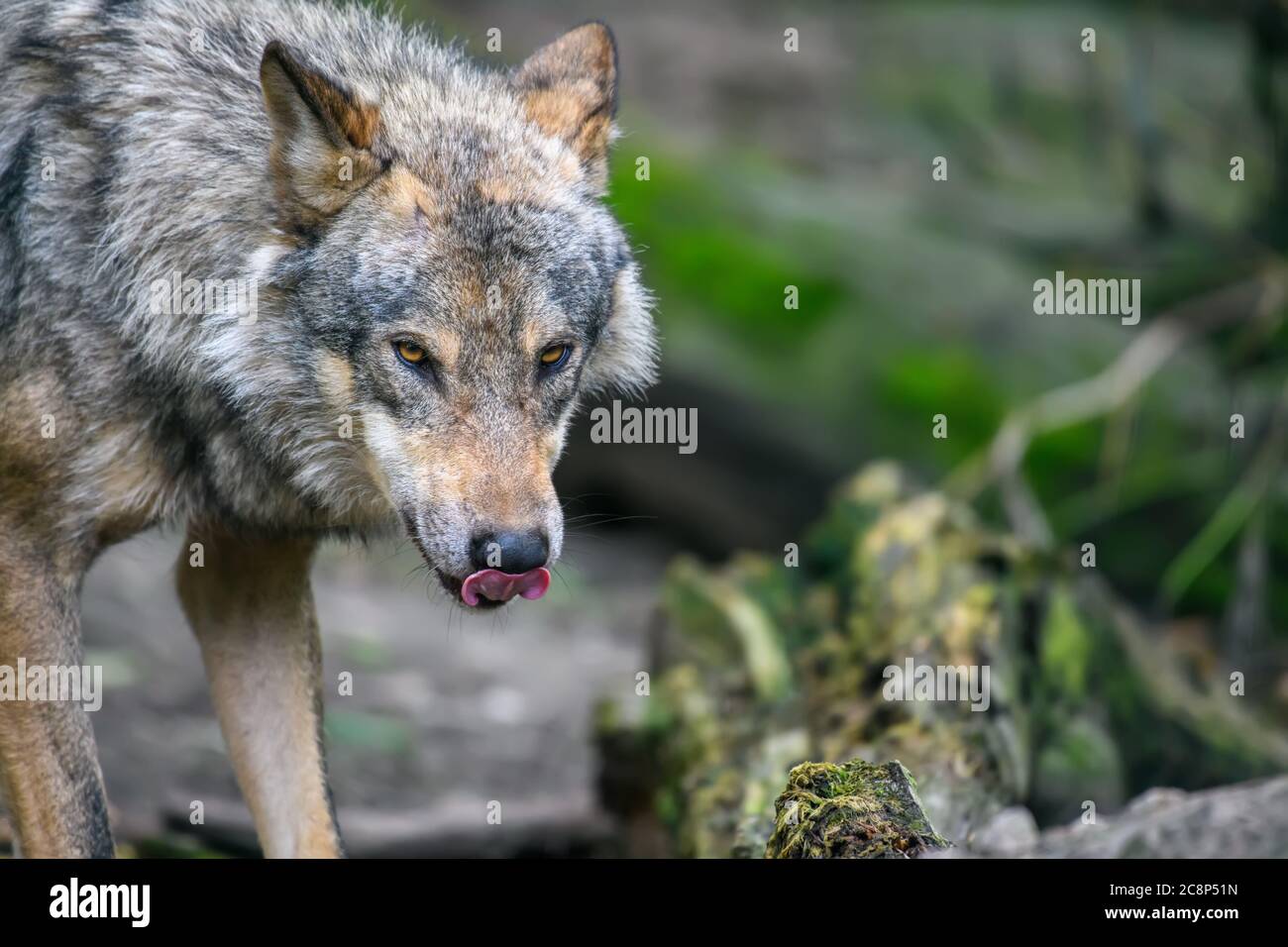 Gray wolf, Canis lupus, in the summer light, in the forest. Wolf in the ...