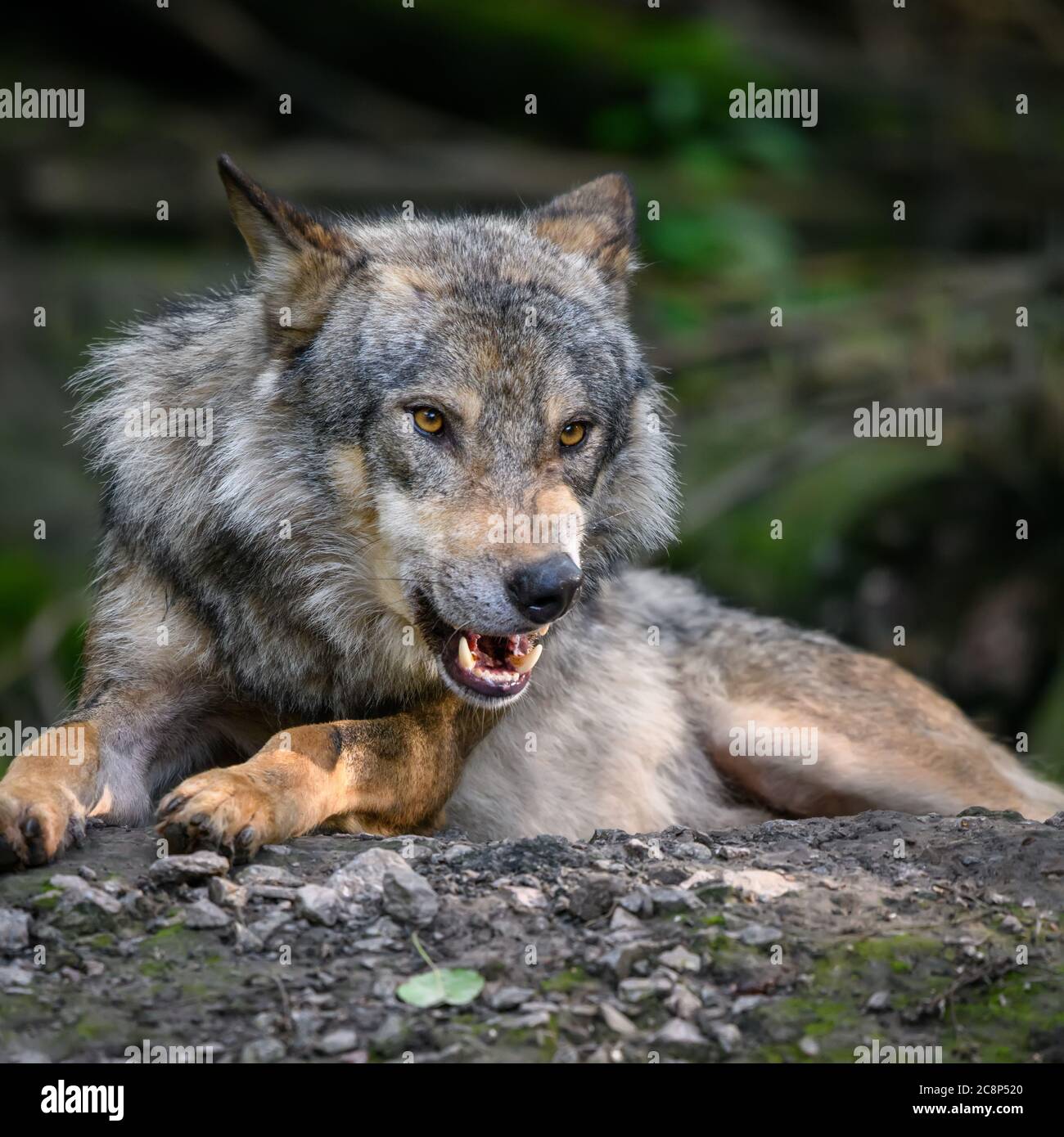 Gray wolf, Canis lupus, in the summer light, in the forest. Wolf in the ...