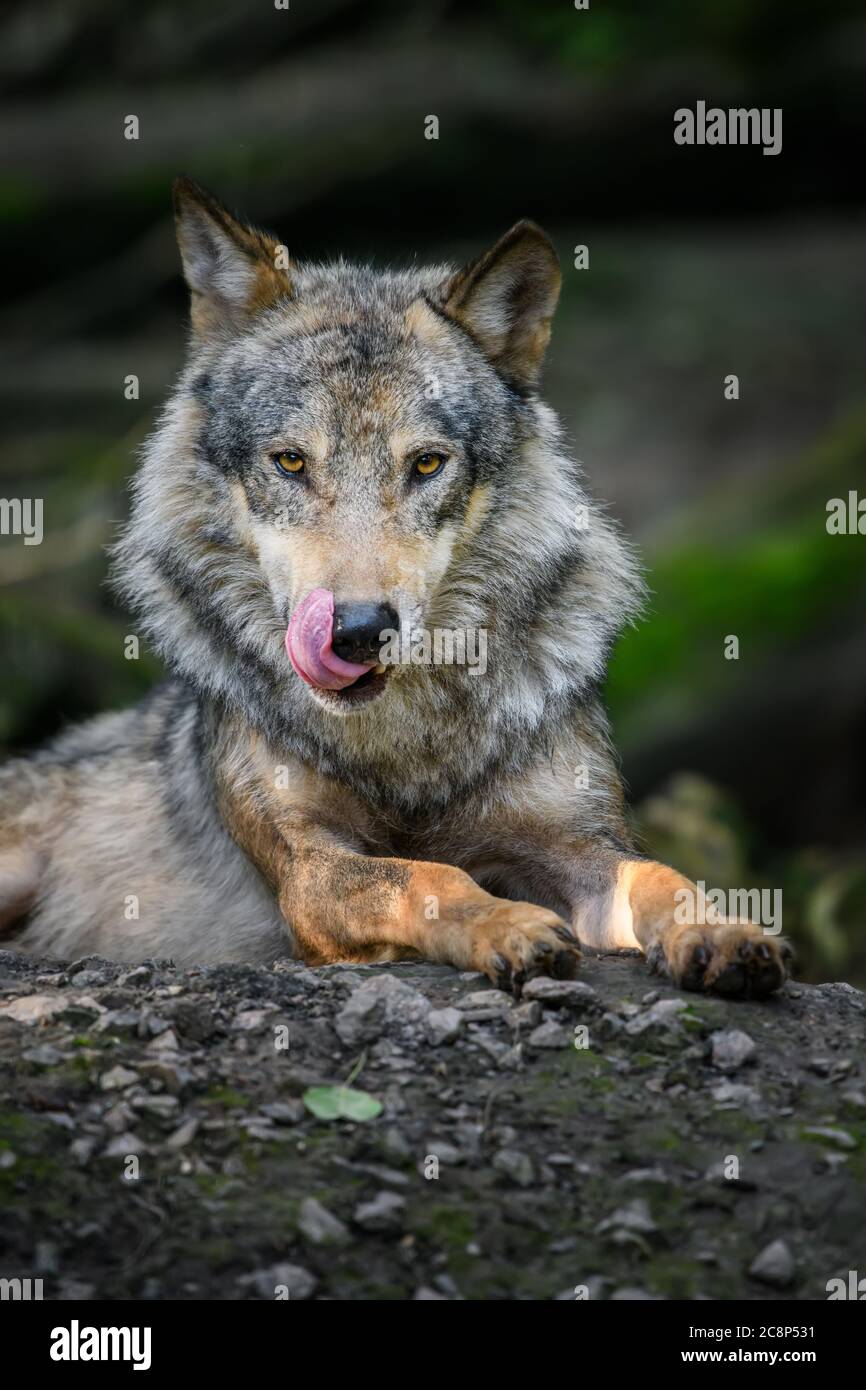Gray wolf, Canis lupus, in the summer light, in the forest. Wolf in the ...
