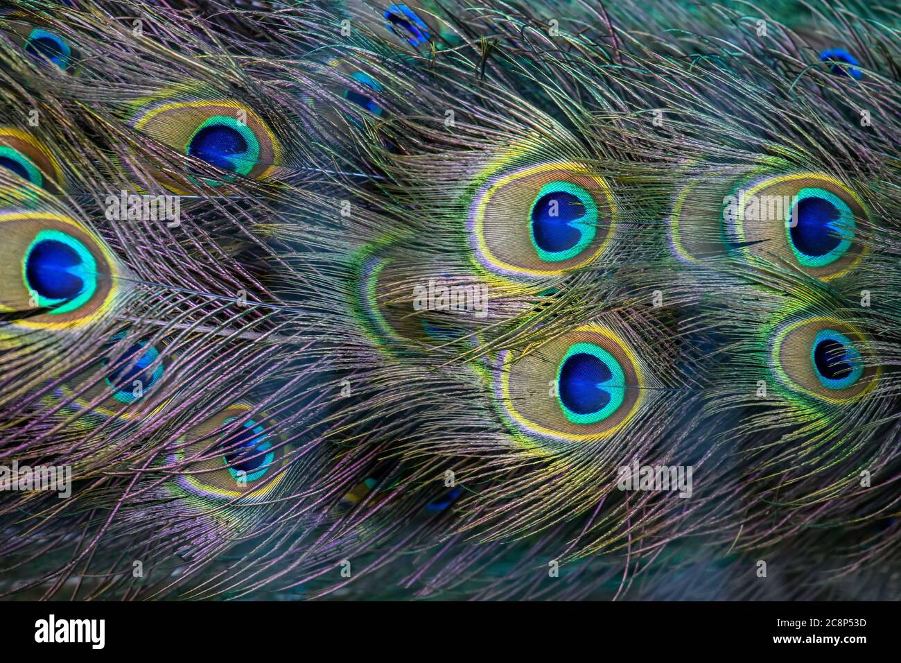 Peacock wing swan feather texture background Stock Photo - Alamy