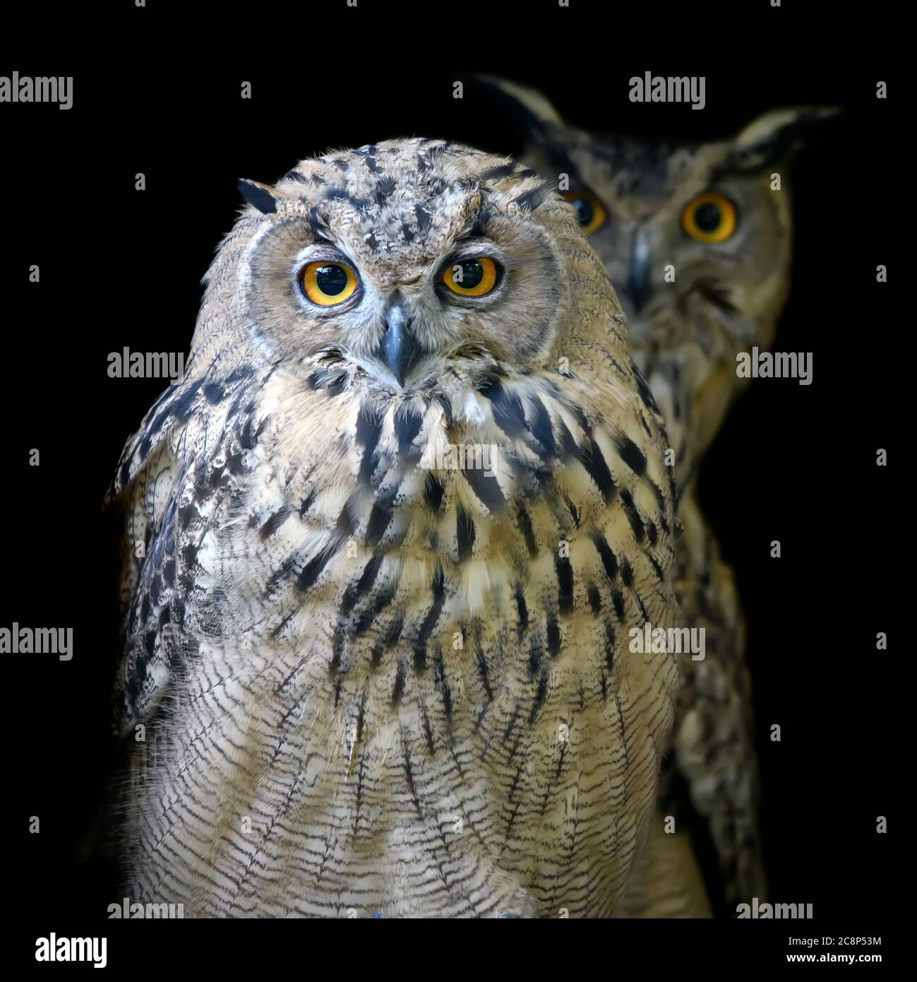 Two owl hi-res stock photography and images - Alamy