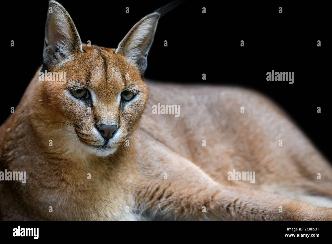 African Caracal Lynx
