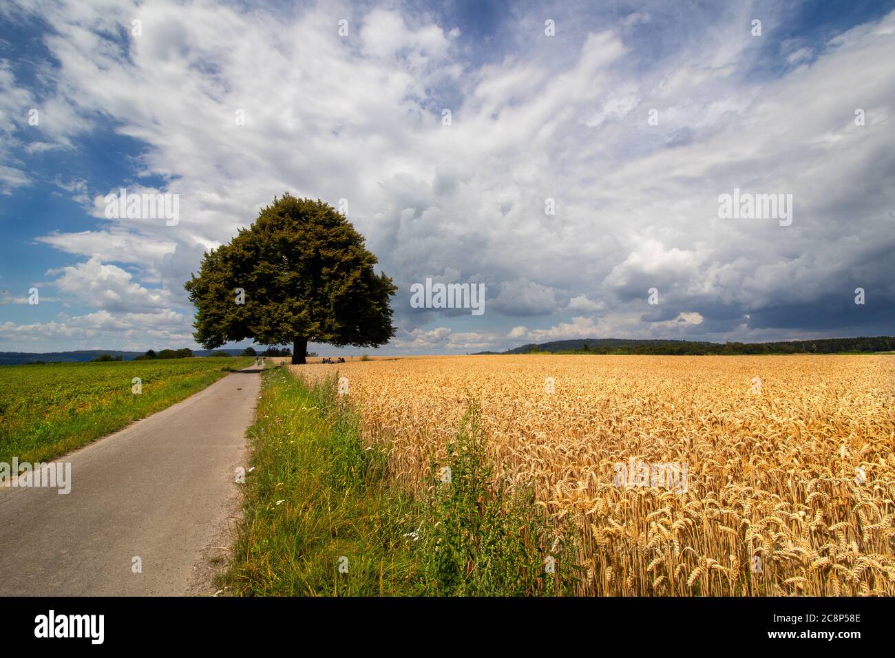 Feld tree hi-res stock photography and images - Alamy