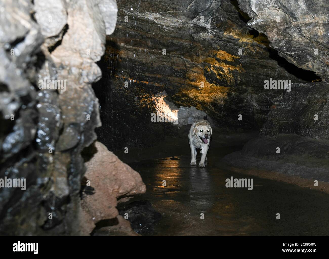 26th July 2020, Brecon Beacons, Wales. Labrodor, Ffion, who's job at ...