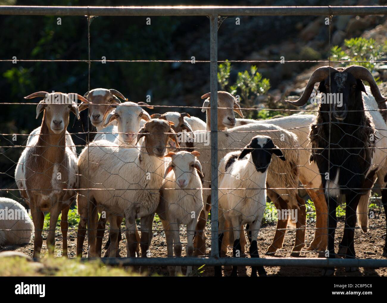 A flock of Damara sheep waiting by the farm gate looking at the camera ...