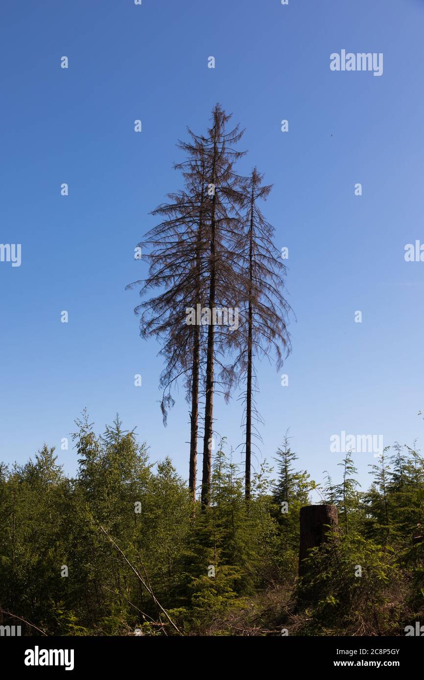 Dead spruce trees killed hi-res stock photography and images - Alamy