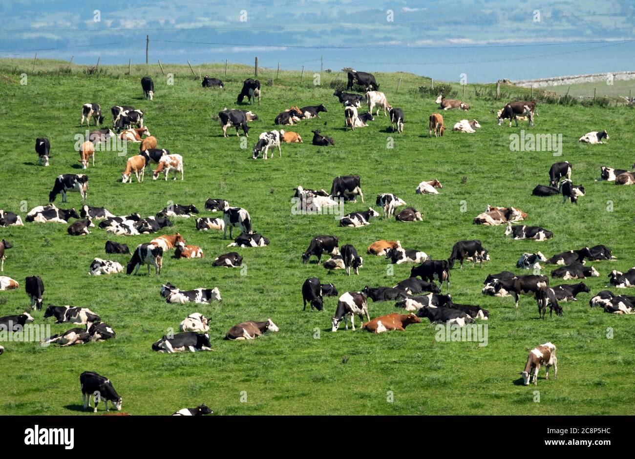 Dairy farming south west scotland hi-res stock photography and images ...