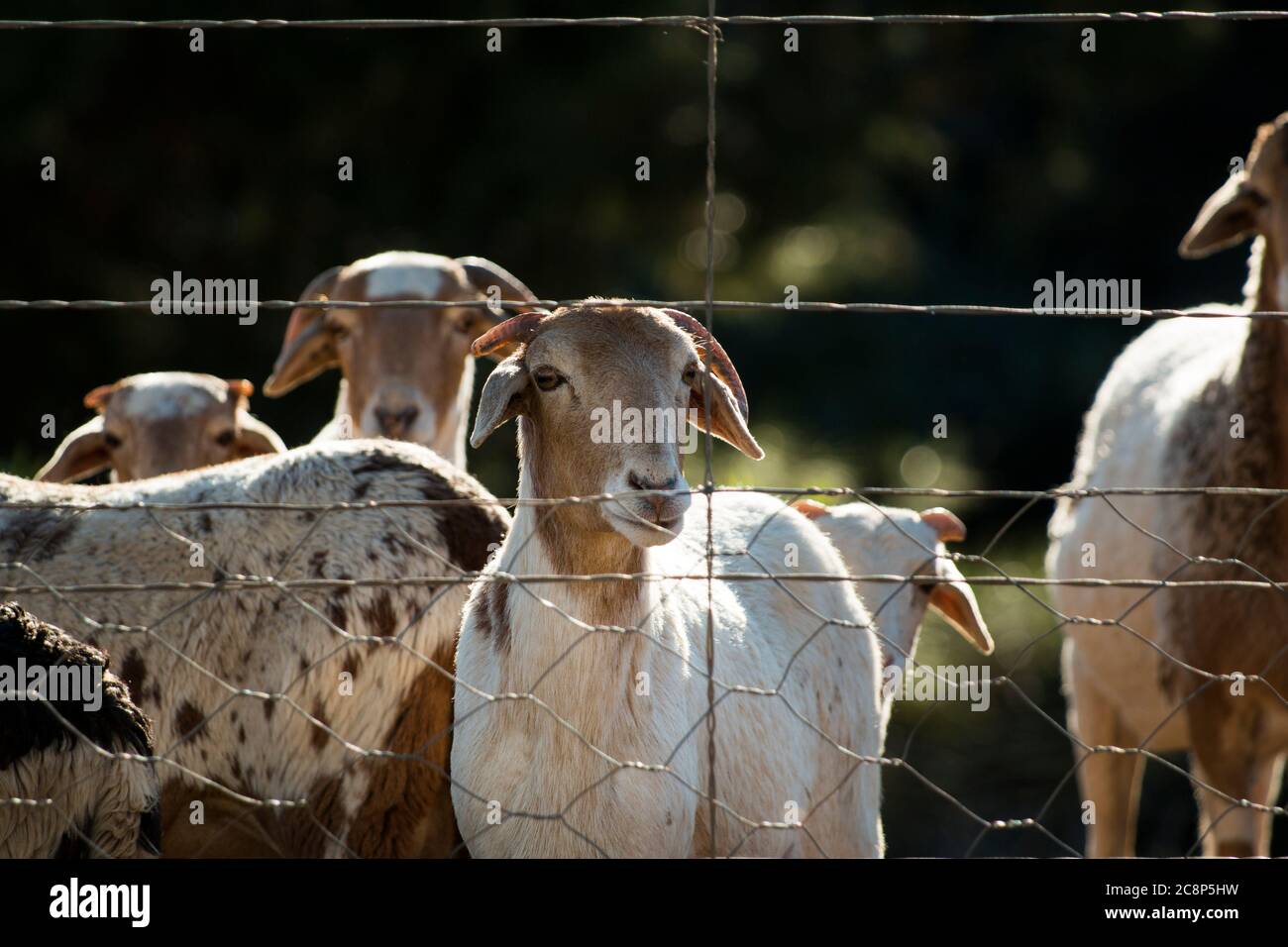 A flock of Damara sheep waiting by the farm gate looking at the camera ...