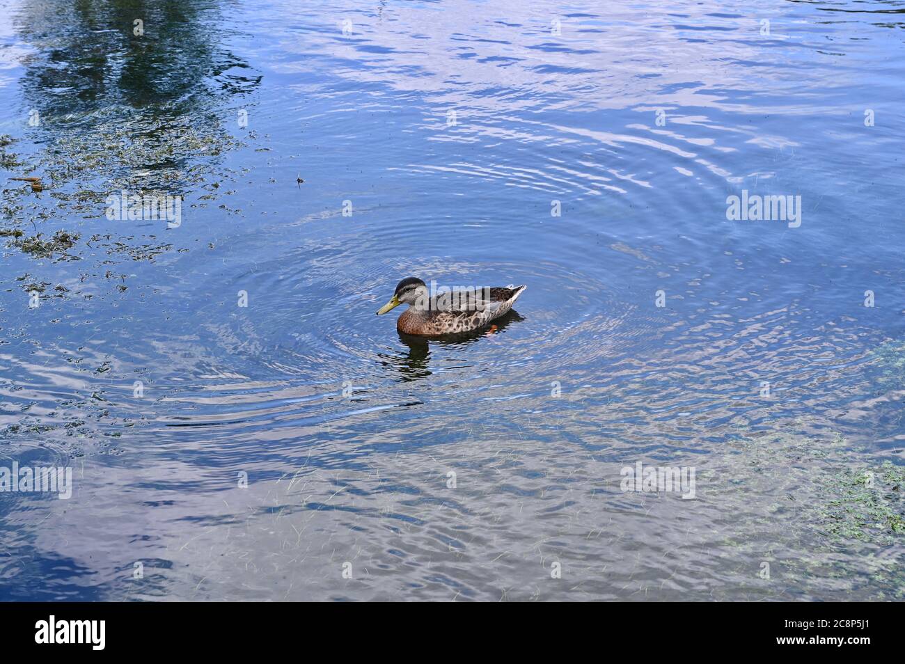 Duck river hi-res stock photography and images - Alamy
