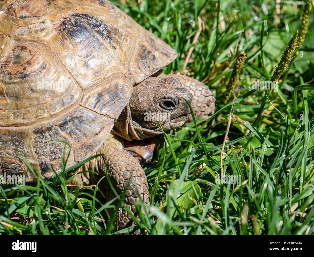 Greek four-toed tortoise on the grass Stock Photo - Alamy