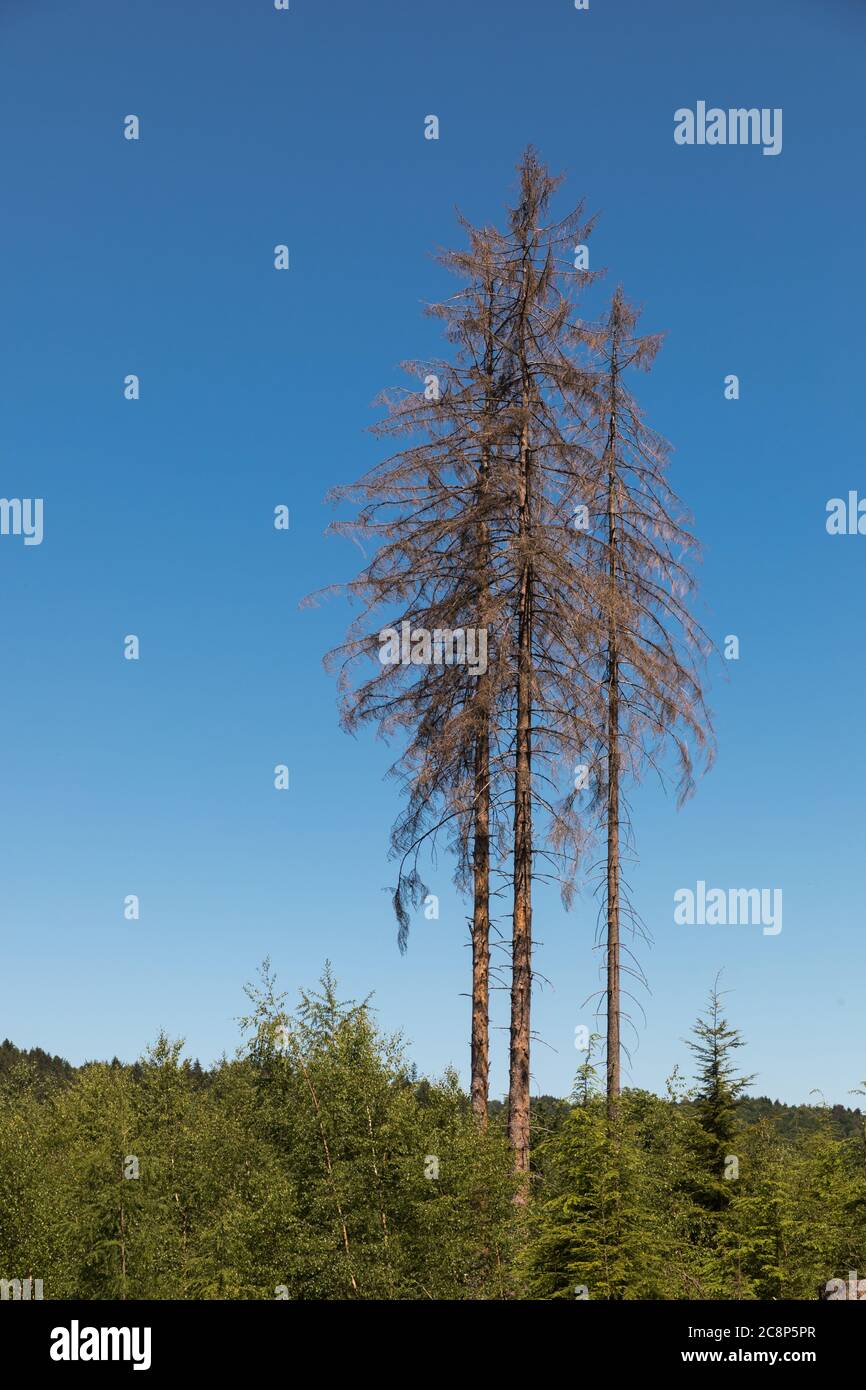 With pine beetle killed trees hi-res stock photography and images - Alamy