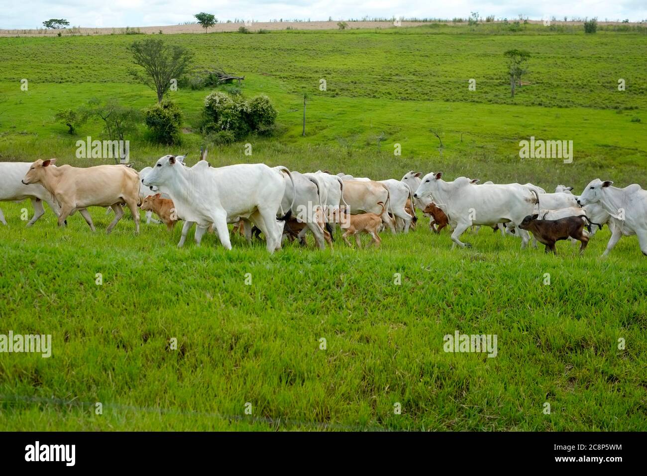 Brazilian agribusiness hi-res stock photography and images - Alamy
