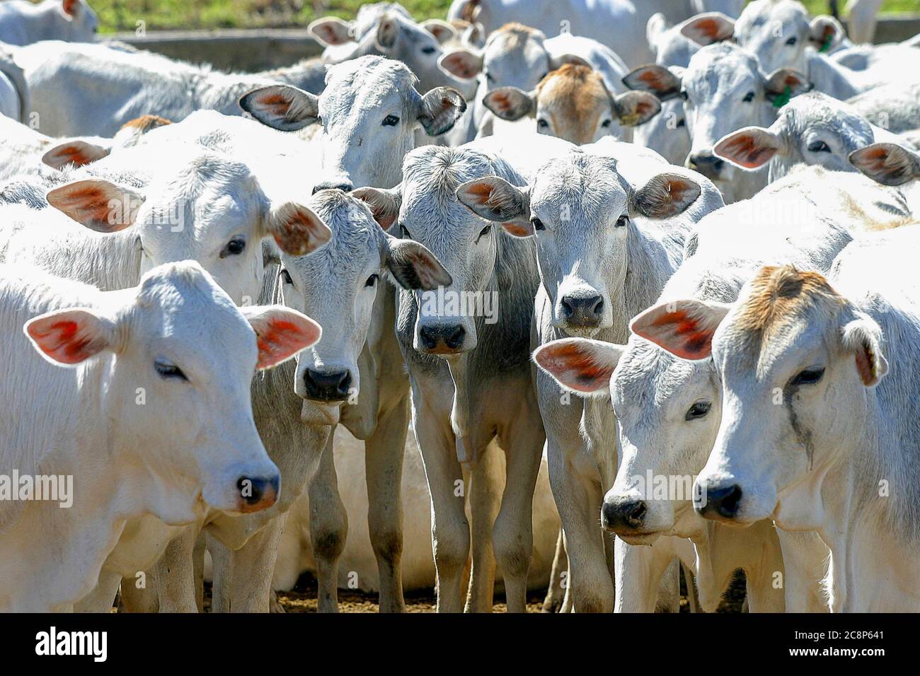 Brazilian cows hi-res stock photography and images - Alamy