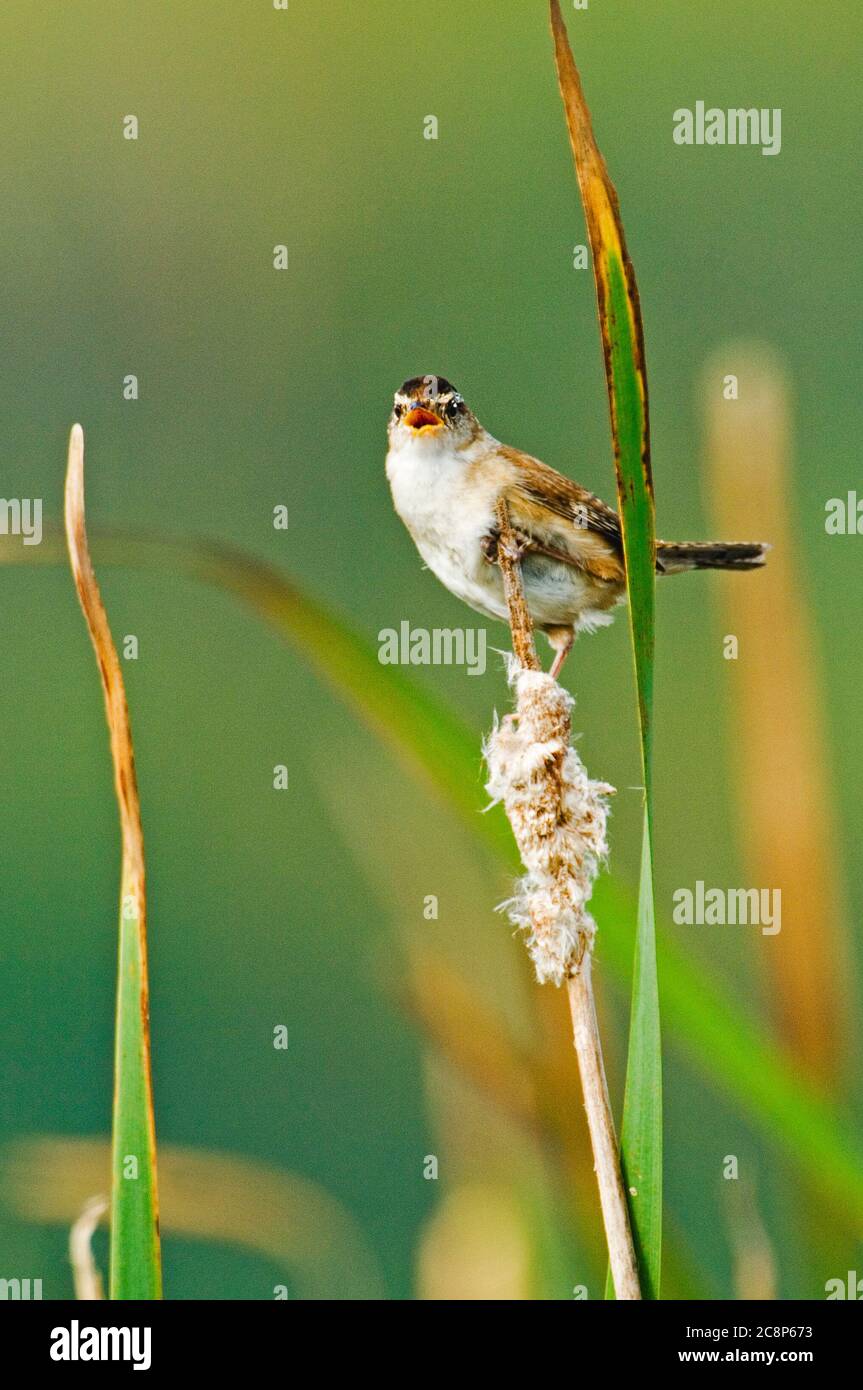 Marsh wren in a fresh-water marsh Stock Photo - Alamy