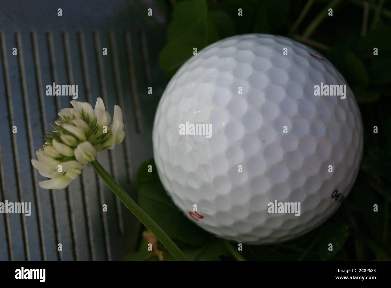White golf ball in front of wedge club with clover Stock Photo - Alamy