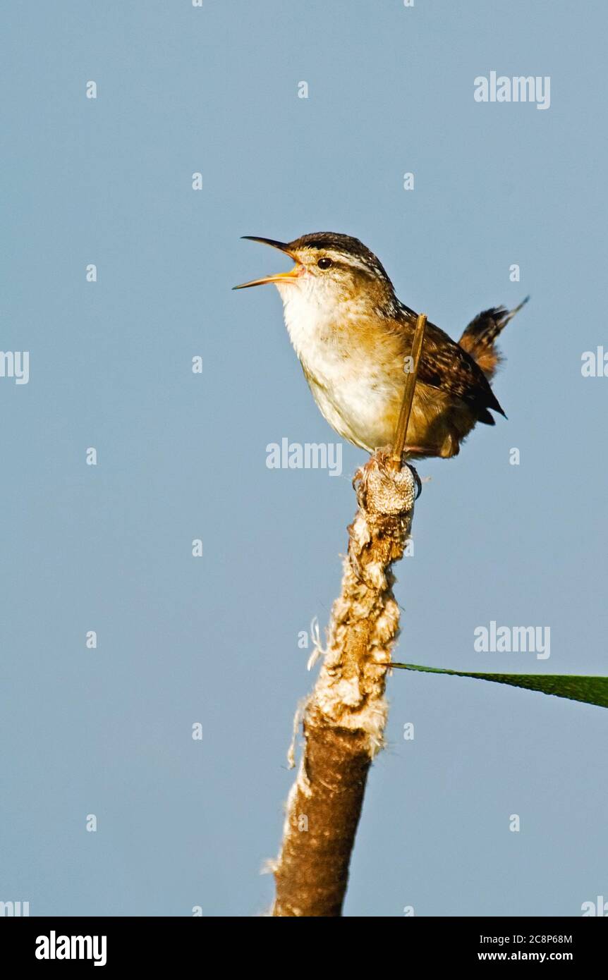 Singing in water hi-res stock photography and images - Alamy
