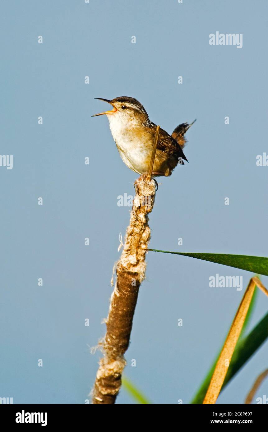 Marsh wren in a fresh-water marsh Stock Photo - Alamy