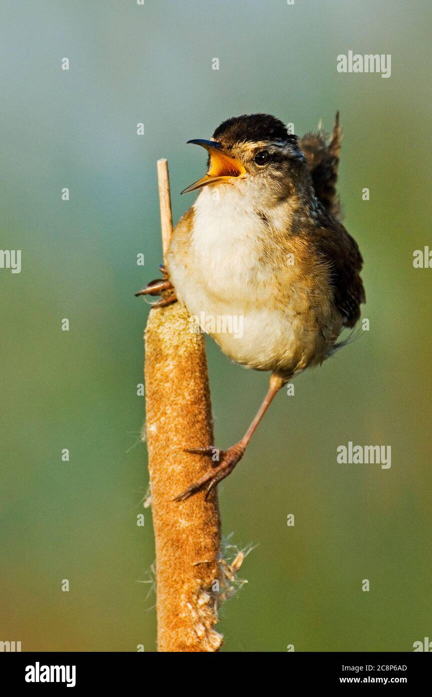 Marsh wren in a fresh-water marsh Stock Photo - Alamy