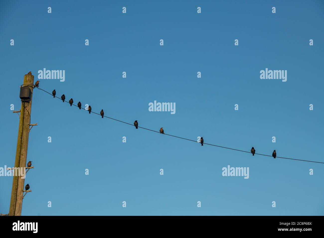 Starlings on wire hi-res stock photography and images - Alamy