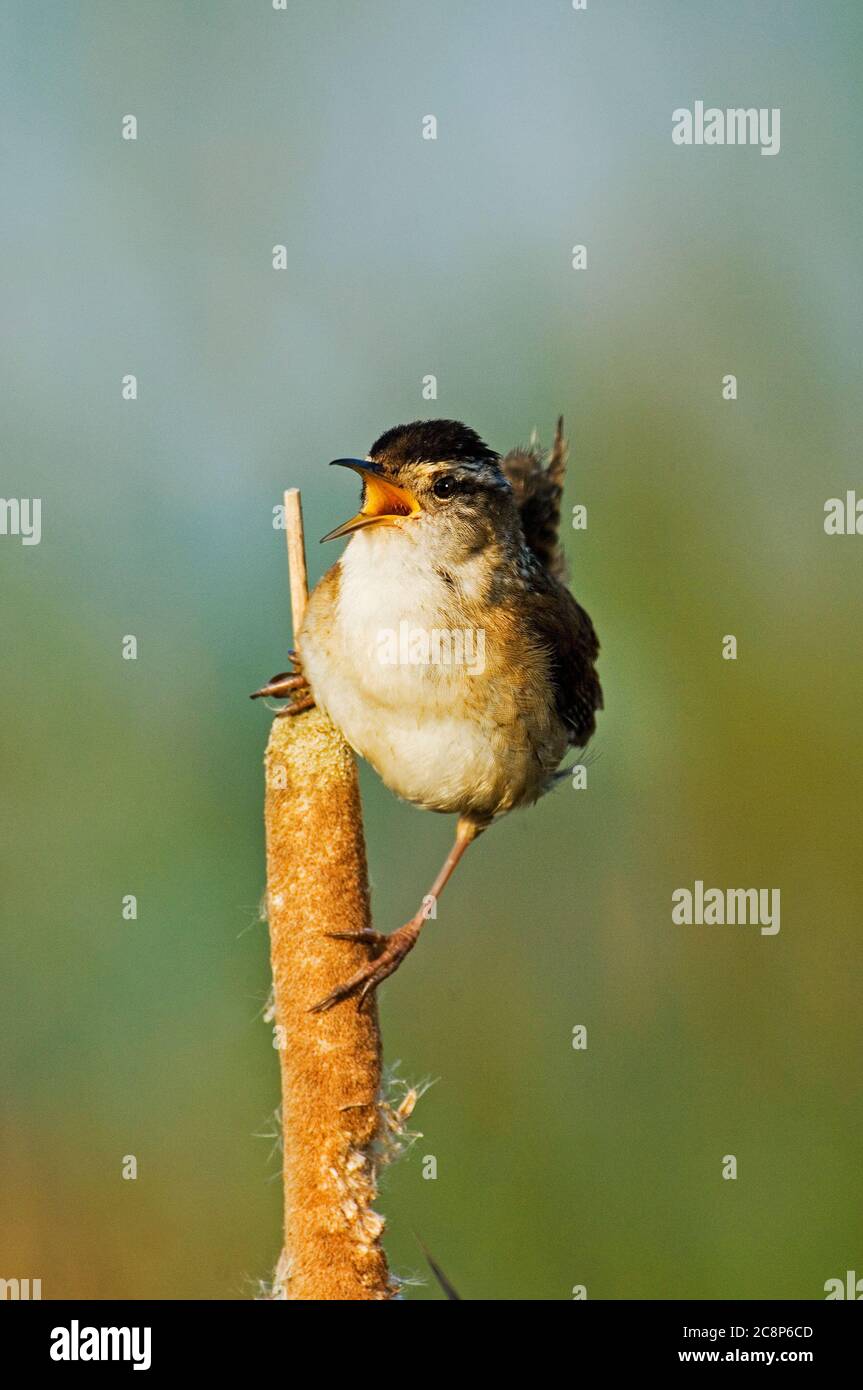 Marsh wren in a fresh-water marsh Stock Photo - Alamy