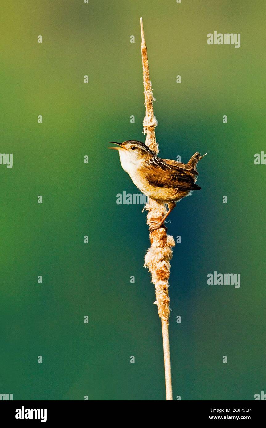 Marsh wren in a fresh-water marsh Stock Photo - Alamy