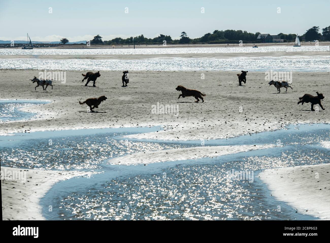 Lots of dogs run around on a deserted beach in England Stock Photo - Alamy