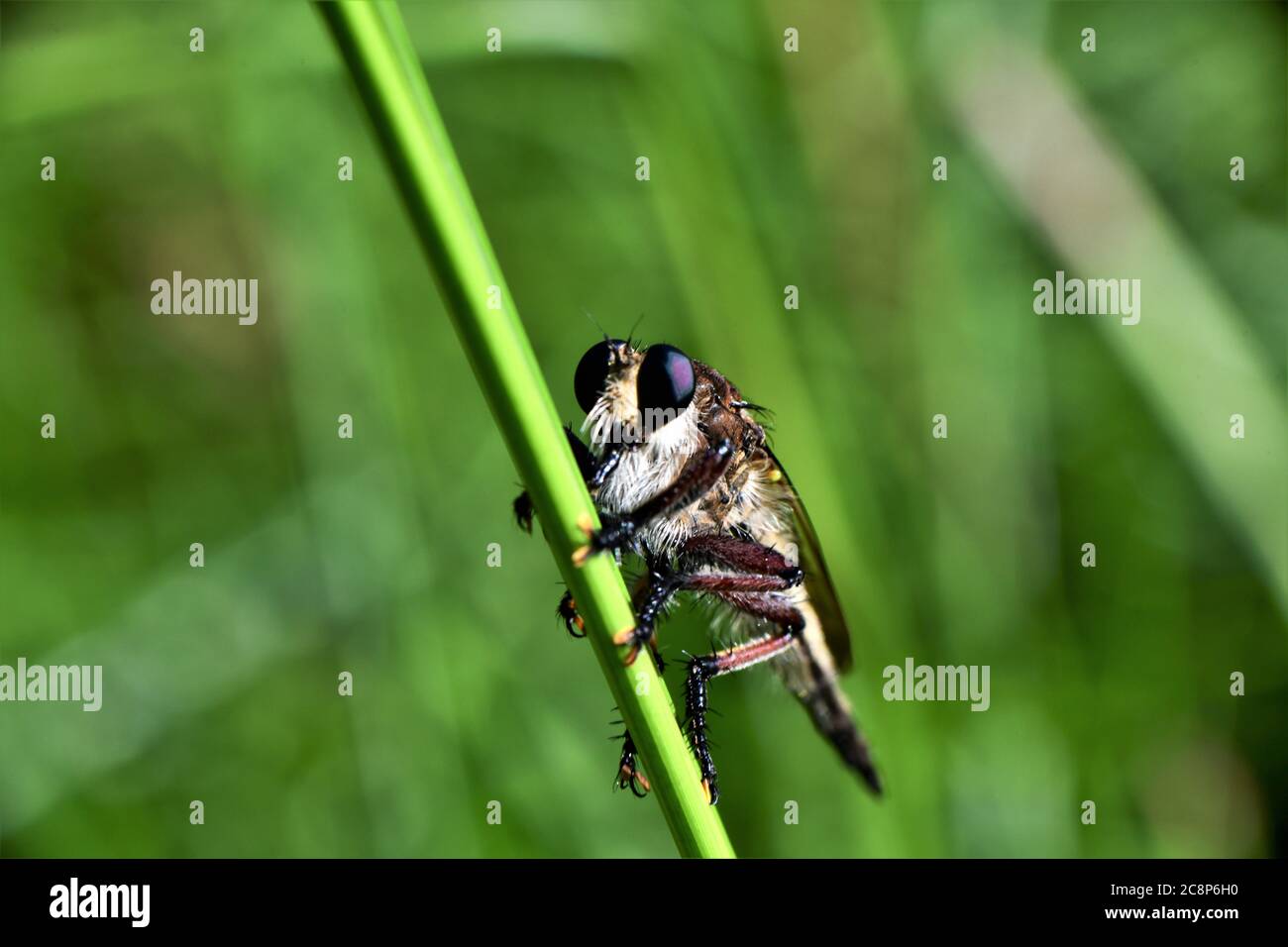 Robber fly flying hi-res stock photography and images - Alamy