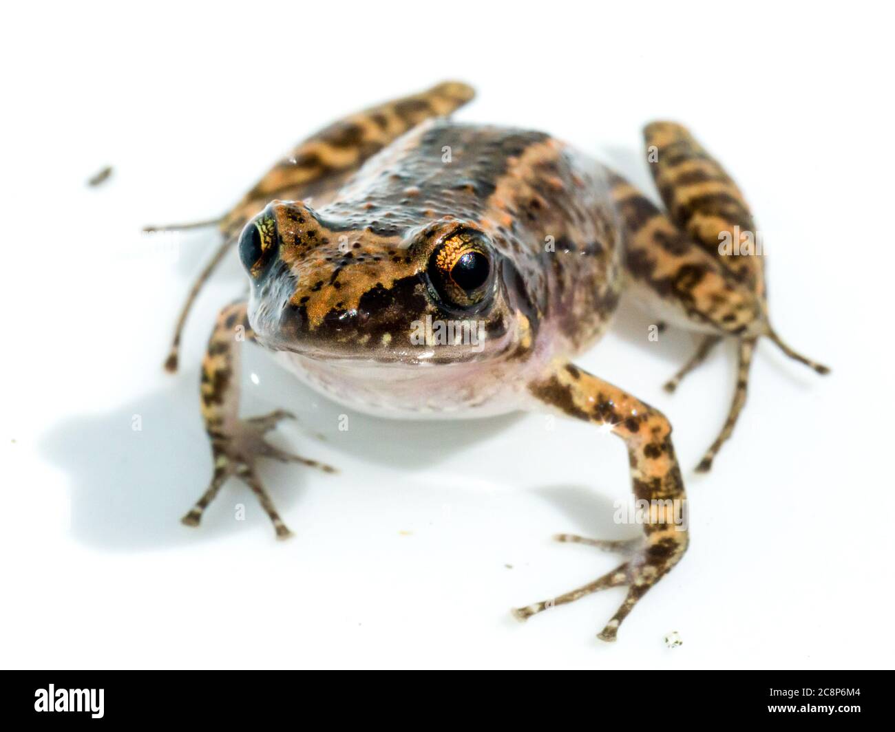 Sarasota florida Cut Out Stock Images & Pictures - Alamy