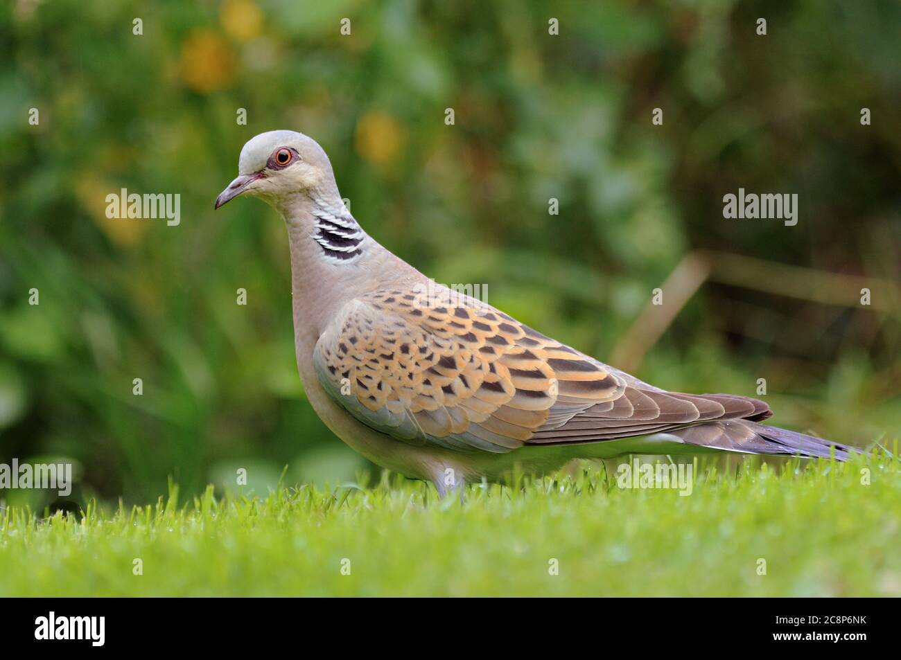 Turtle Dove Pattern High Resolution Stock Photography and Images - Alamy