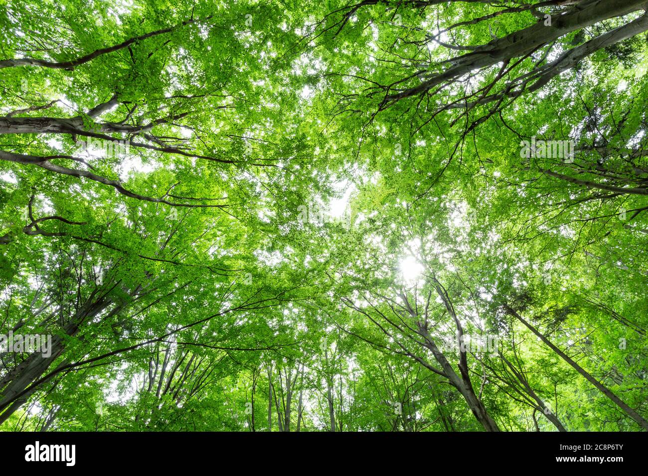 Tree canopy, forest wide angle landscape Stock Photo - Alamy