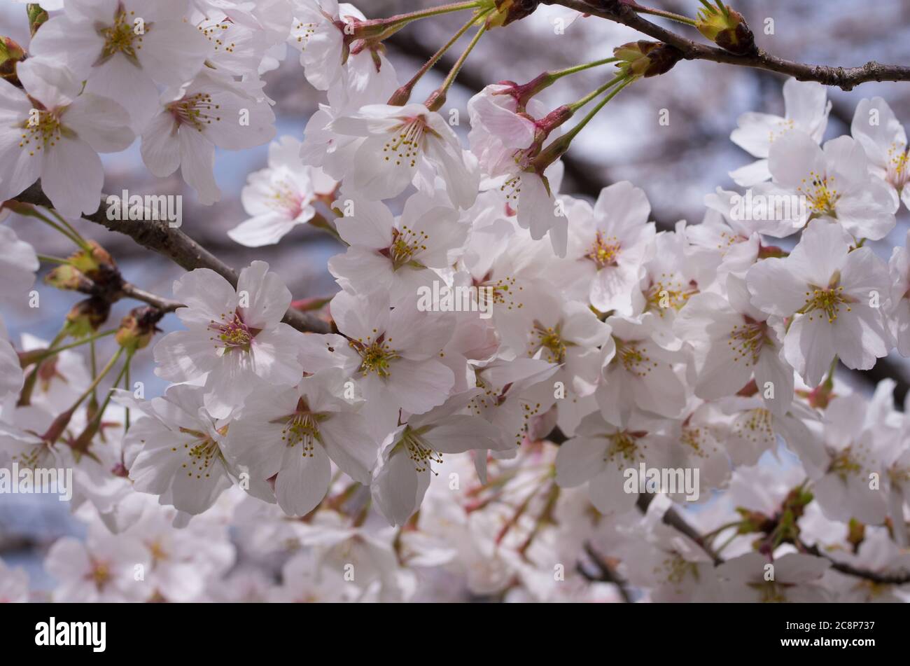 Cherry Blossoms at Sakuragaoka Park in Miyoshi, Tokushima Prefecture ...