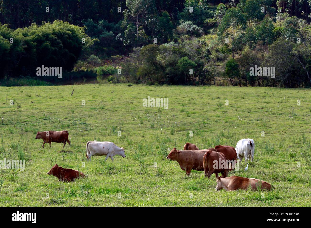 Brazil agriculture hi-res stock photography and images - Alamy