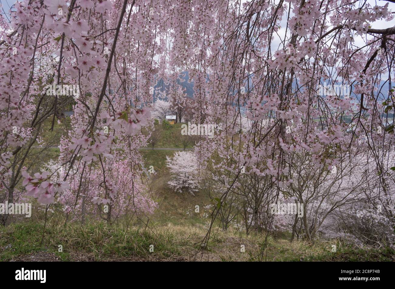 Cherry Blossoms at Sakuragaoka Park in Miyoshi, Tokushima Prefecture ...