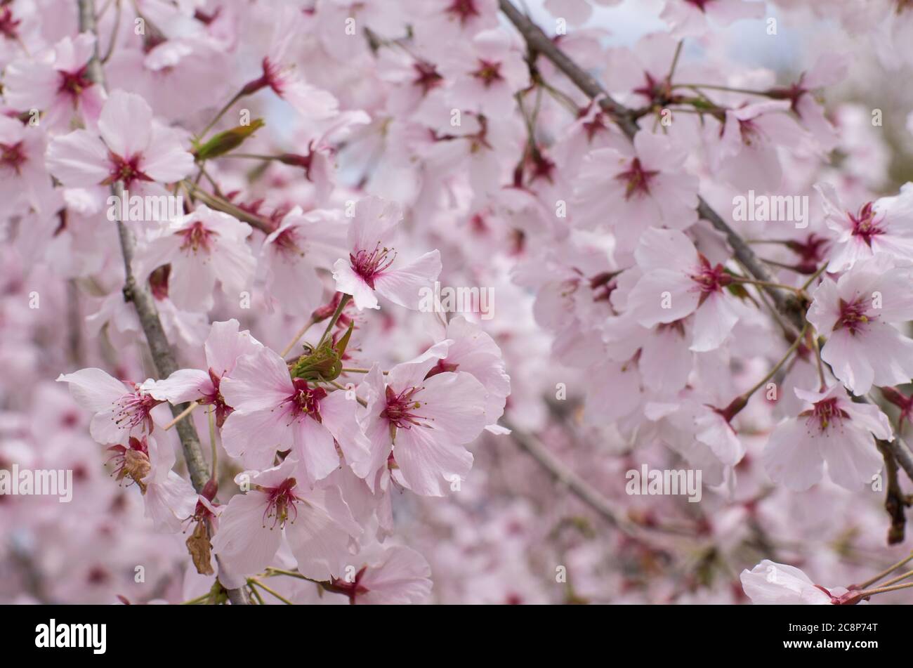 Cherry Blossoms at Sakuragaoka Park in Miyoshi, Tokushima Prefecture ...