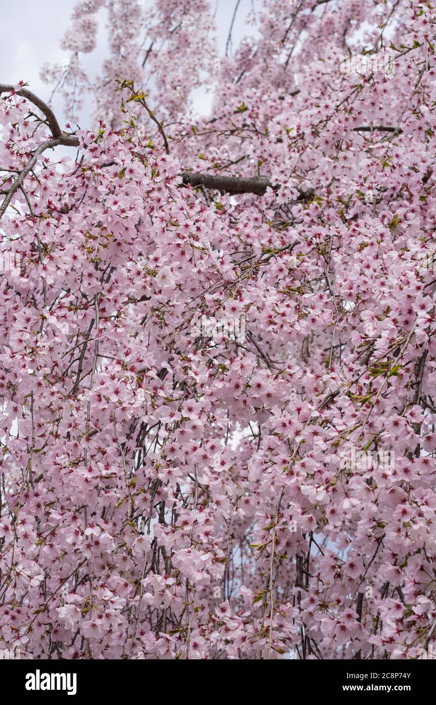 Cherry Blossoms at Sakuragaoka Park in Miyoshi, Tokushima Prefecture ...