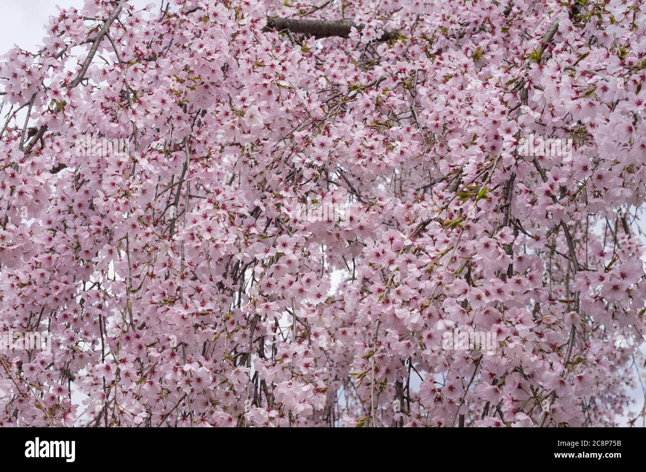 Cherry Blossoms at Sakuragaoka Park in Miyoshi, Tokushima Prefecture ...
