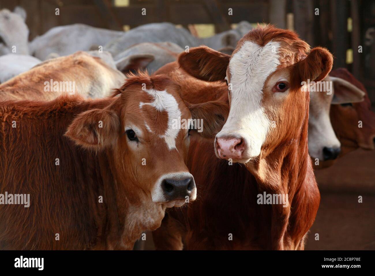 Healthy looking cattle hi-res stock photography and images - Alamy