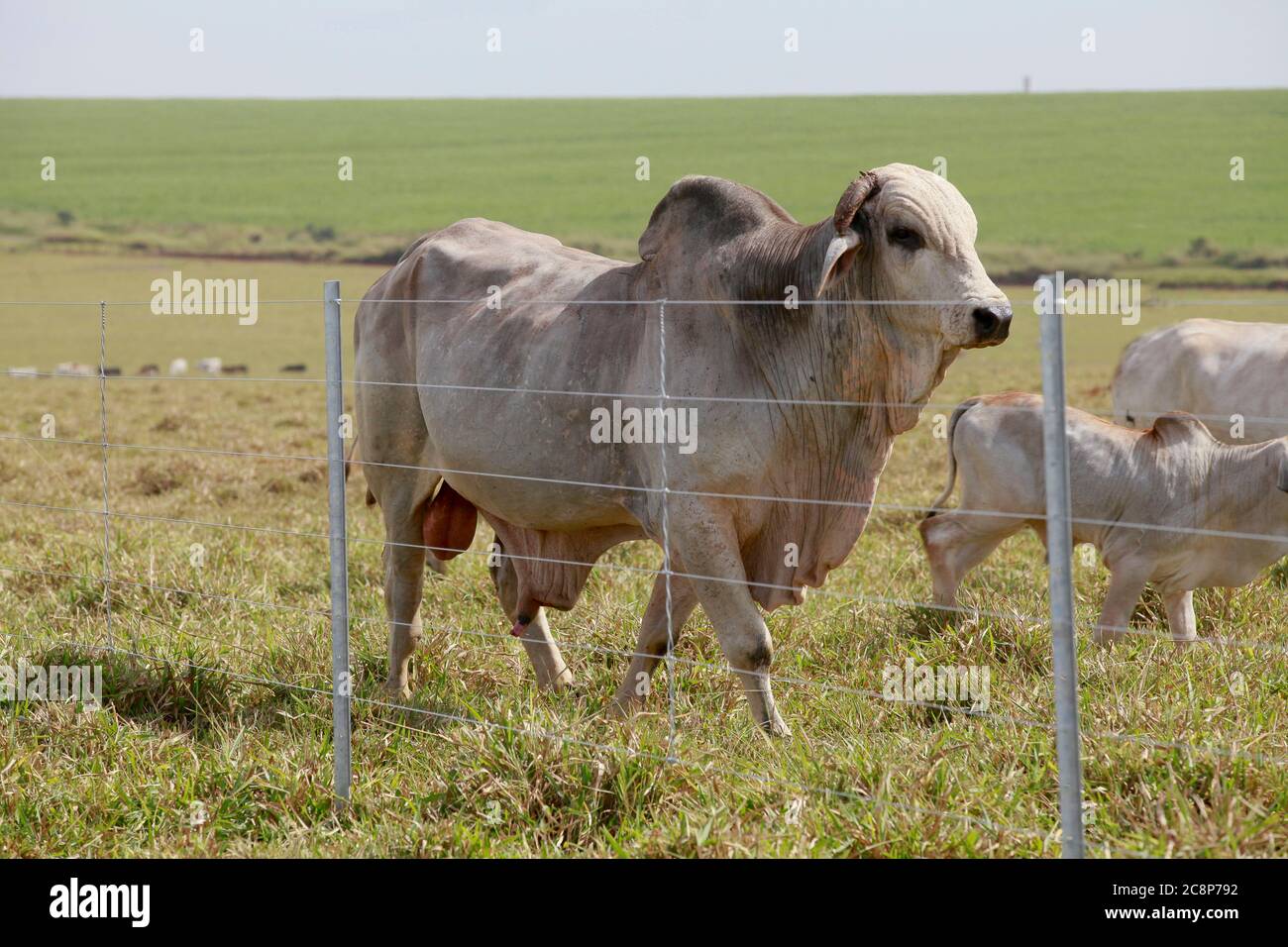 nelore bull in the field with fence on countryside of Brazil Stock ...